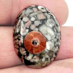 Crinoid Fossil - Healing Properties, Color, Power & Facts | Gemexi